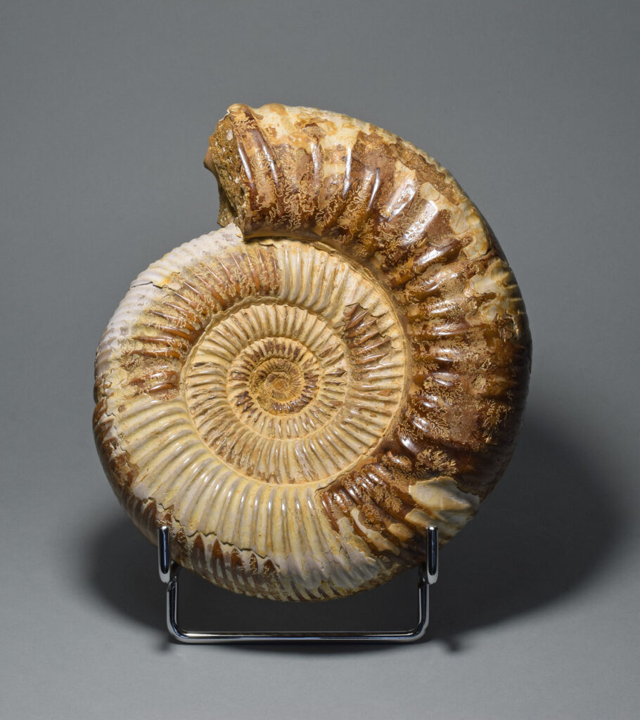 Fine 16.5 cm ammonite with natural nacreous shell - Kranaosphinctes sp.