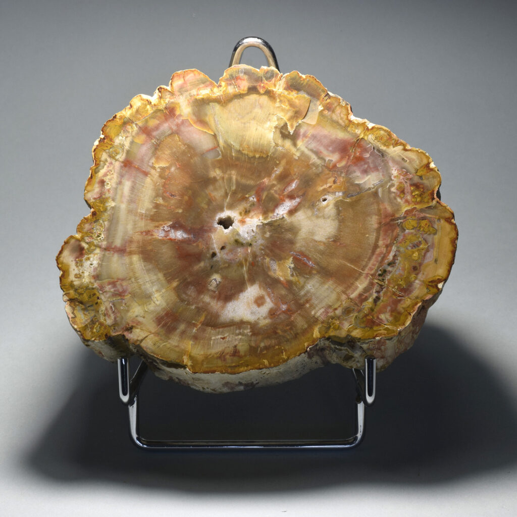 Beautiful silicified fossil wood
