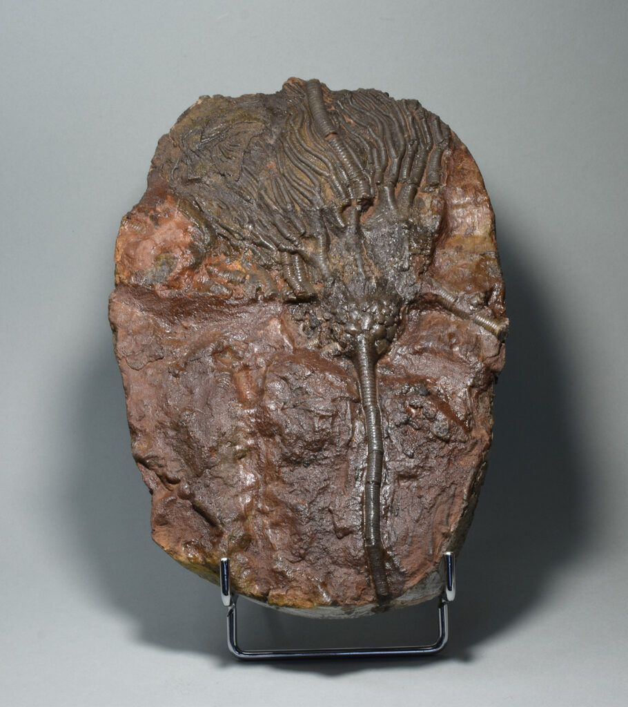 Beautiful crinoid on slab Scyphocrinites elegans