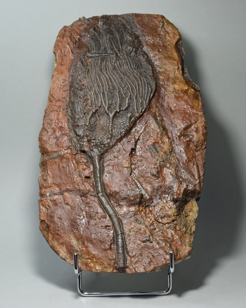 Large crinoid on slab Scyphocrinites elegans