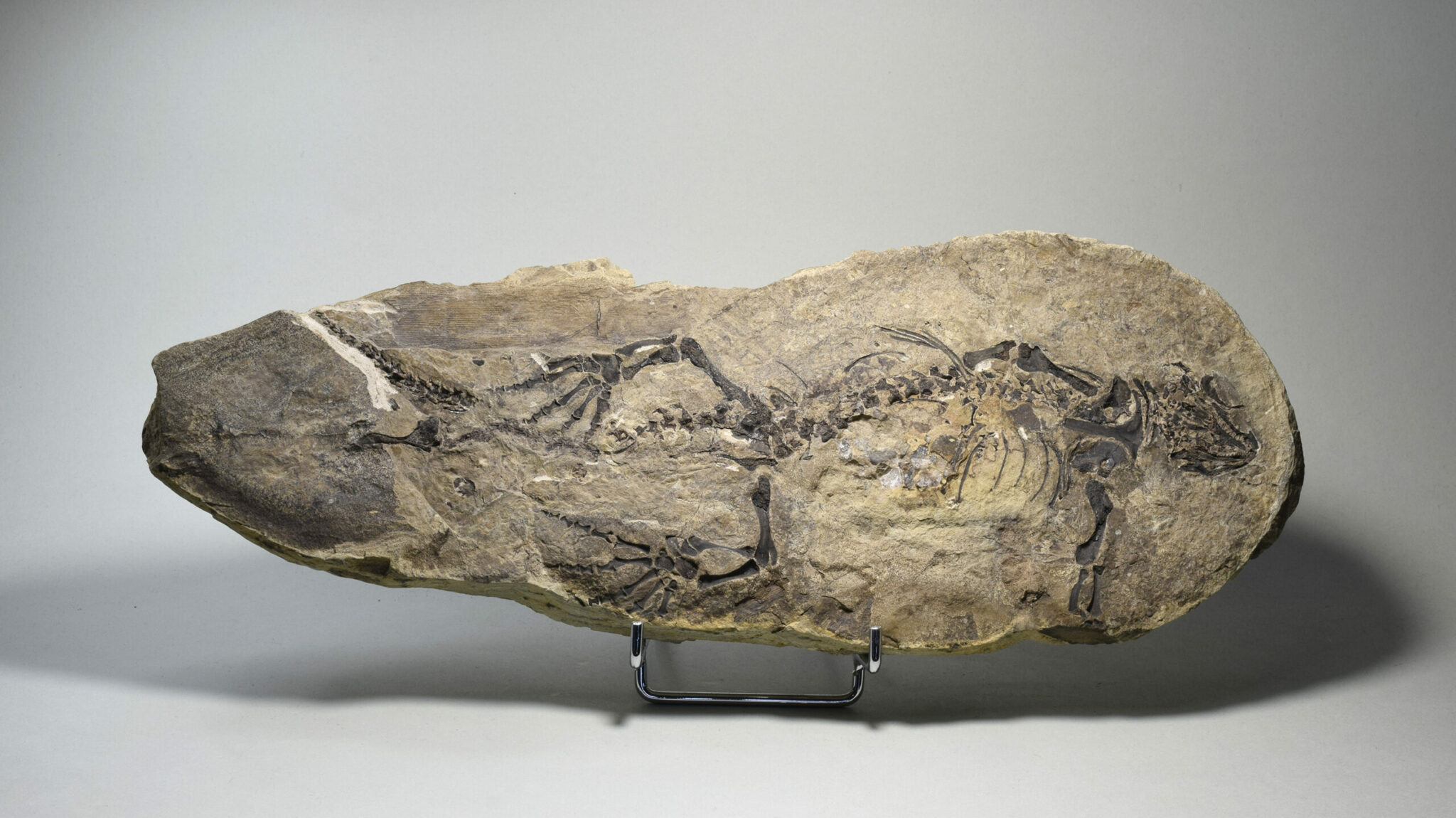Wonderful fossil reptile Barasaurus besairiei and horsetail