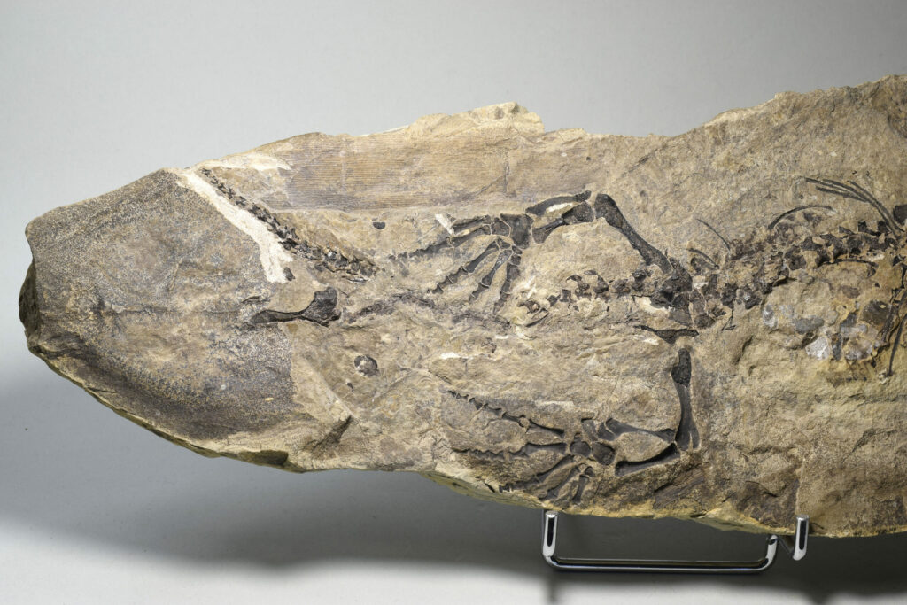 Wonderful fossil reptile Barasaurus besairiei and horsetail