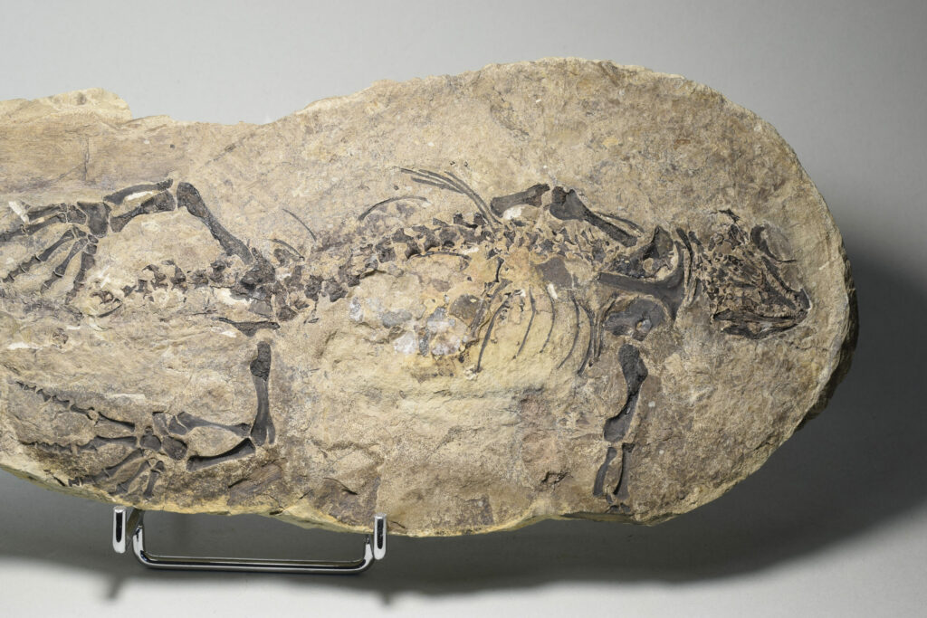 Wonderful fossil reptile Barasaurus besairiei and horsetail