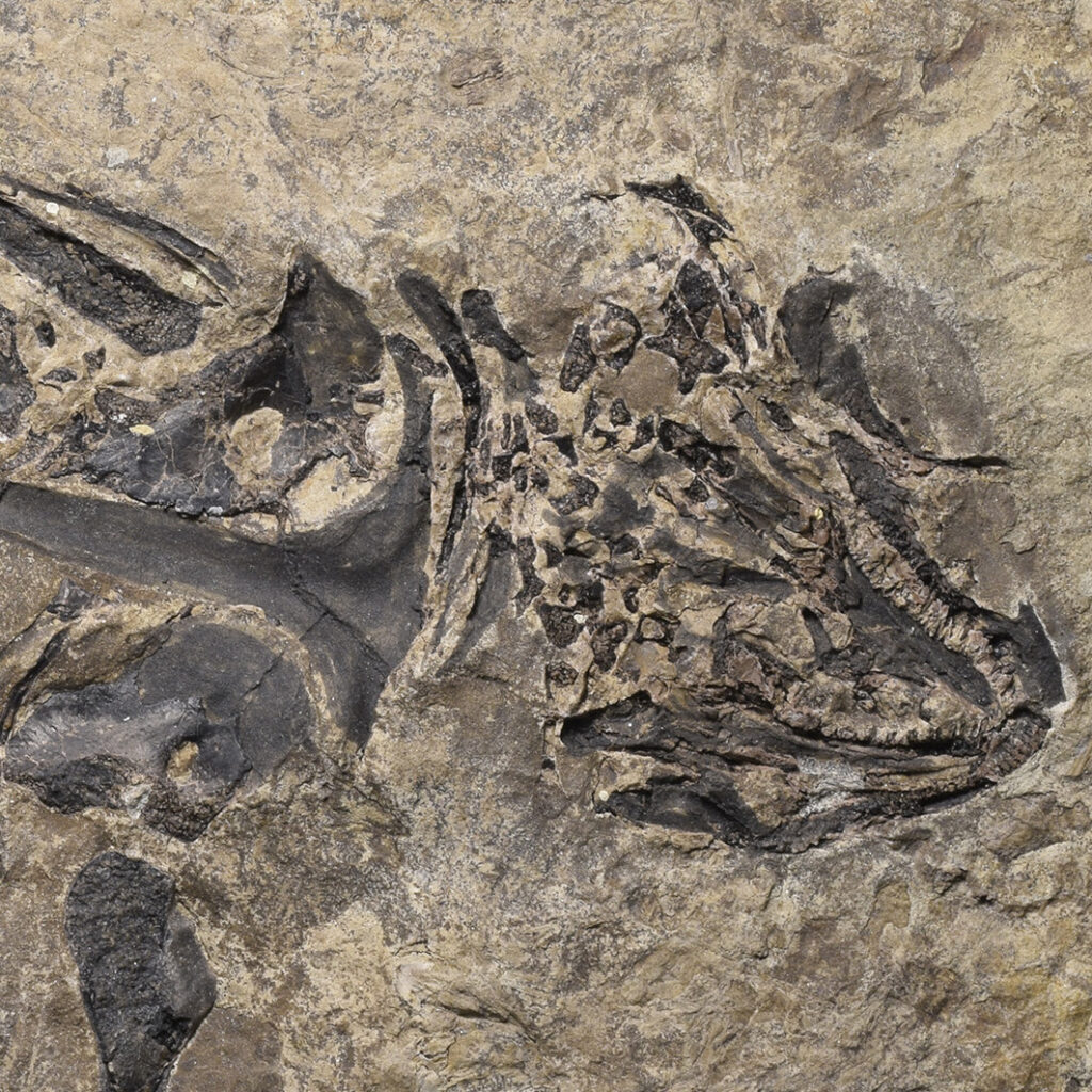 Wonderful fossil reptile Barasaurus besairiei and horsetail