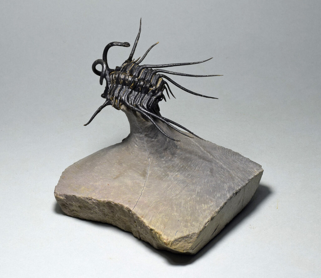 Beautiful spiny trilobite - Dicranurus monstrosus