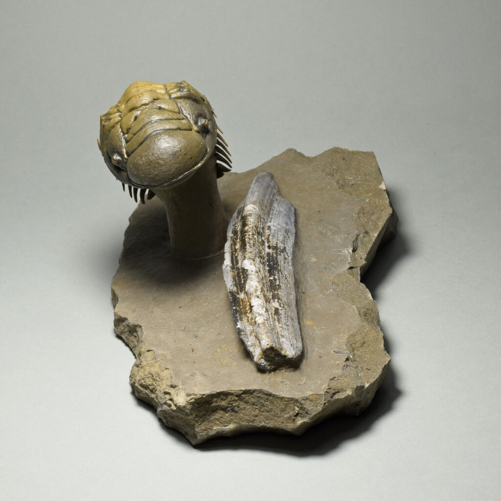 Superb trilobite Crotalocephalina gr. gibbus and Acanthodian fish spine