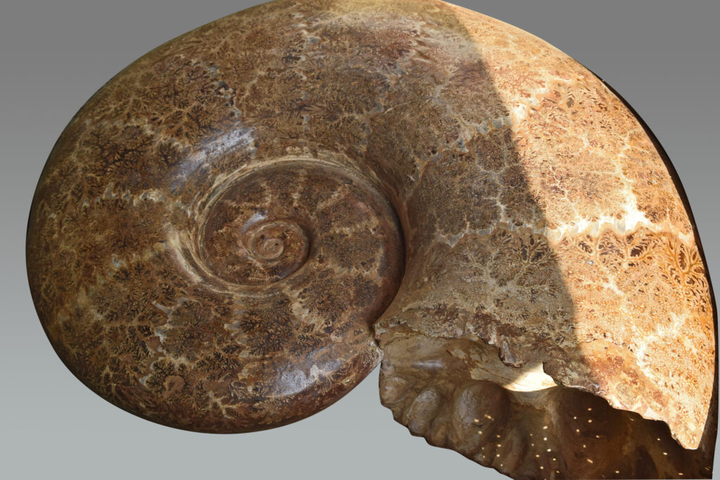 Giant Ammonite - Lobolytoceras costellatum