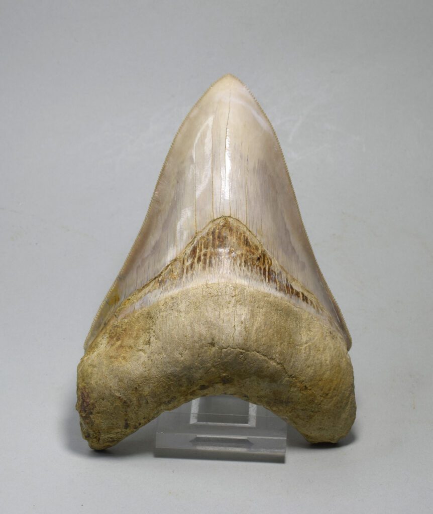 Finest 12.6 cm shark tooth - Carcharodon megalodon