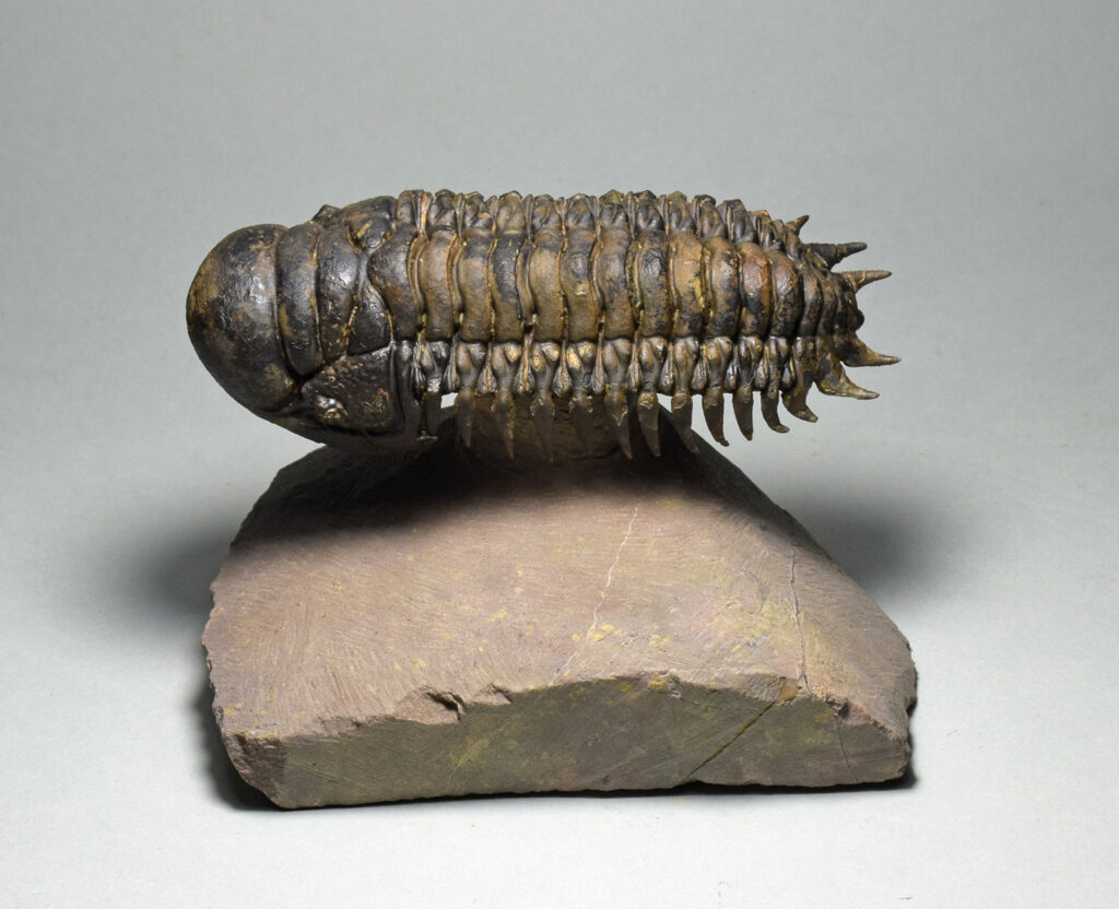 Beautiful « flying » trilobite Cheirurus (Crotalocephalina) gr. gibbus