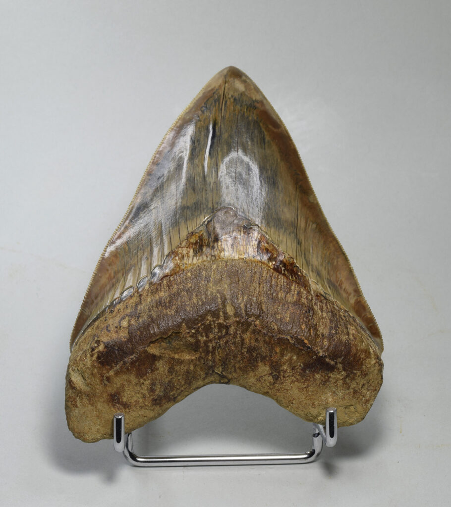 Superb 13.7 cm Indonesian Carcharodon megalodon tooth