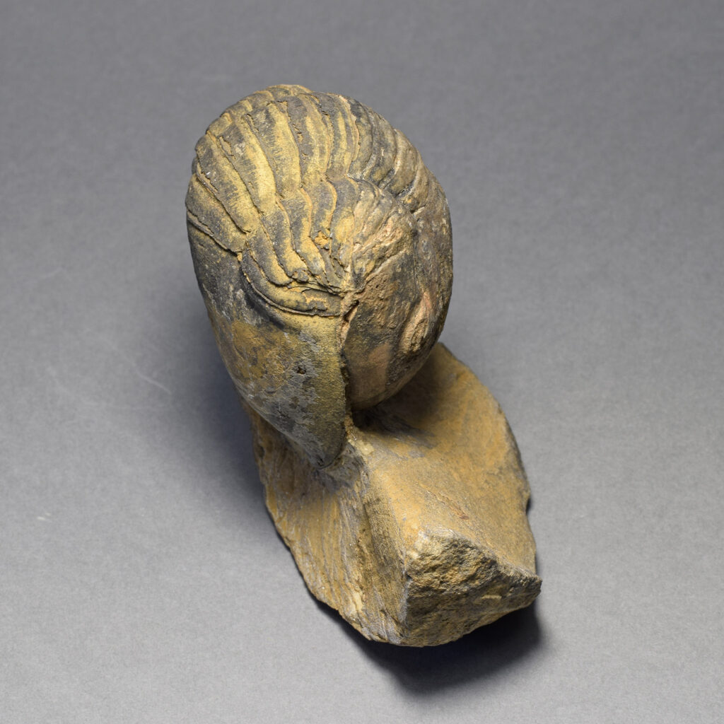 Rare trilobite Caudillaenus nicolasi