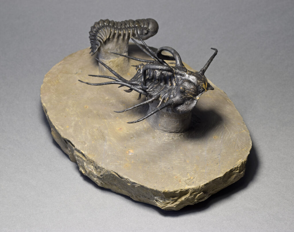 Large Dicranurus monstrosus and Cheirurus (Crotalocephalina) gr. gibbus