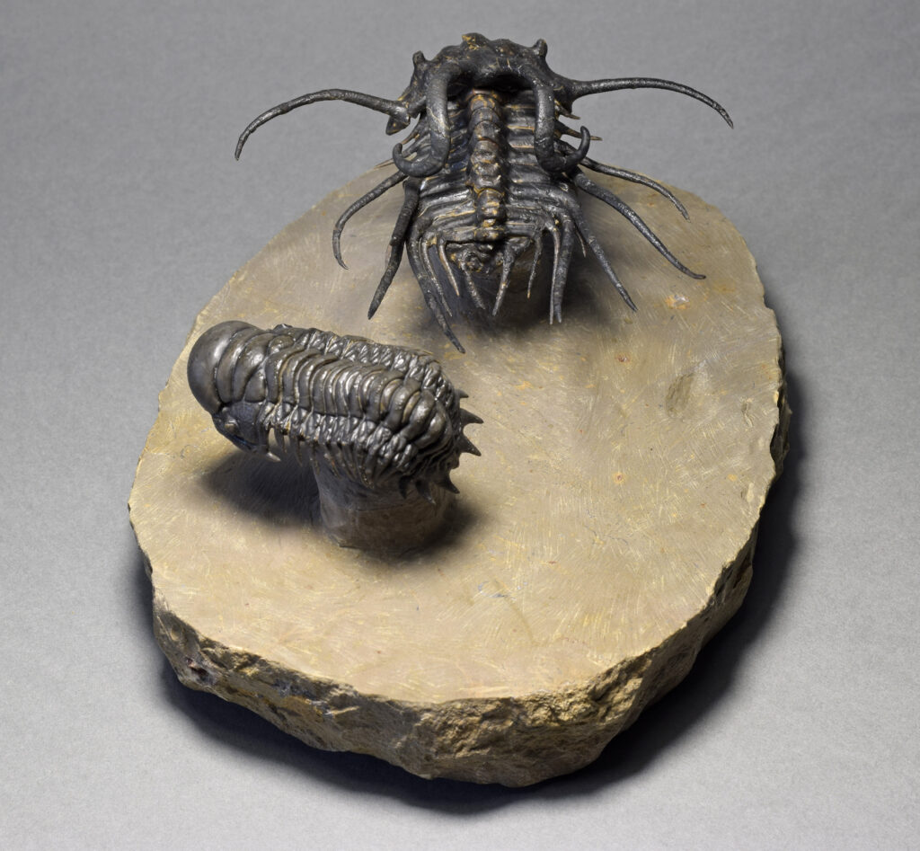 Large Dicranurus monstrosus and Cheirurus (Crotalocephalina) gr. gibbus