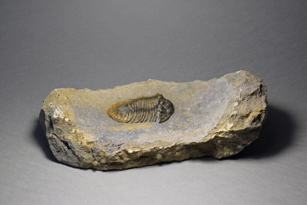 Rare "golden" Metascutellum trilobite