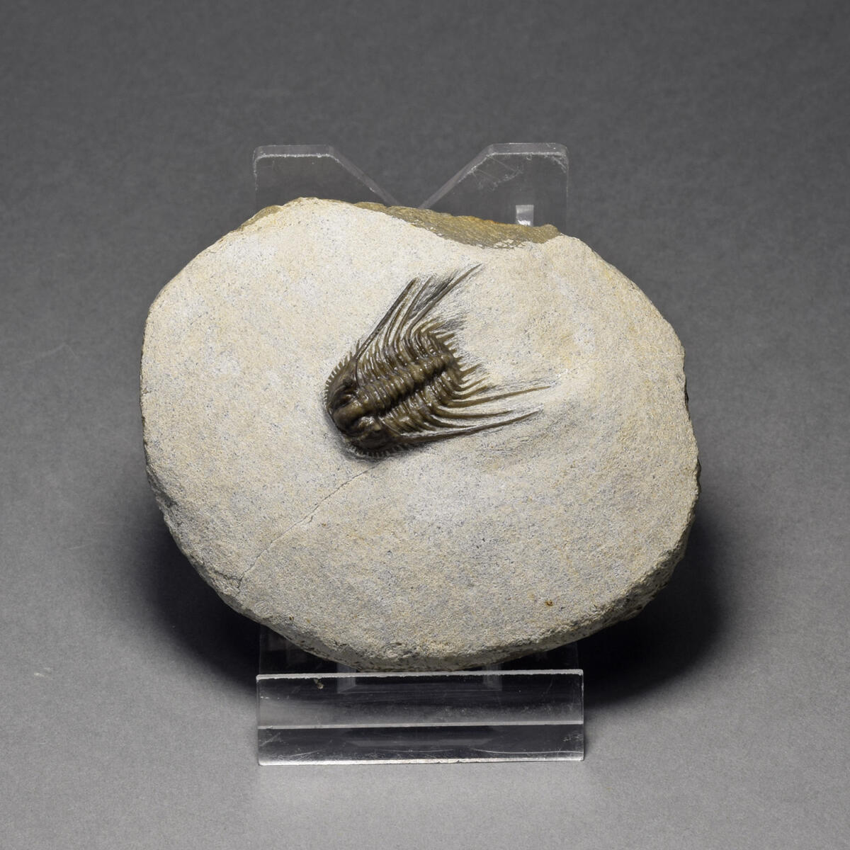 Beautiful trilobite Leonaspis sp.