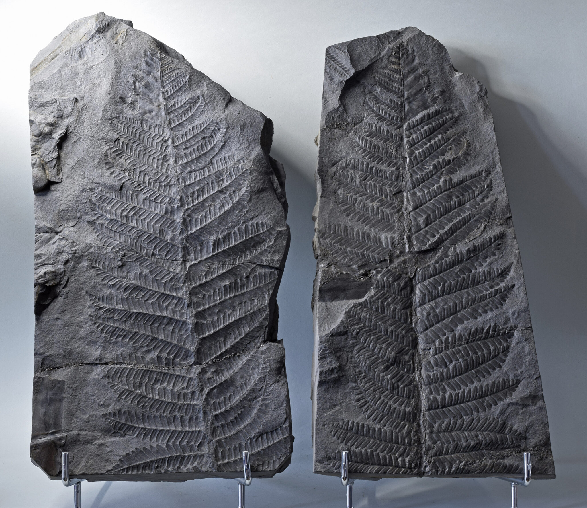 Large fossil fern on matrix - Pecopteris sp.