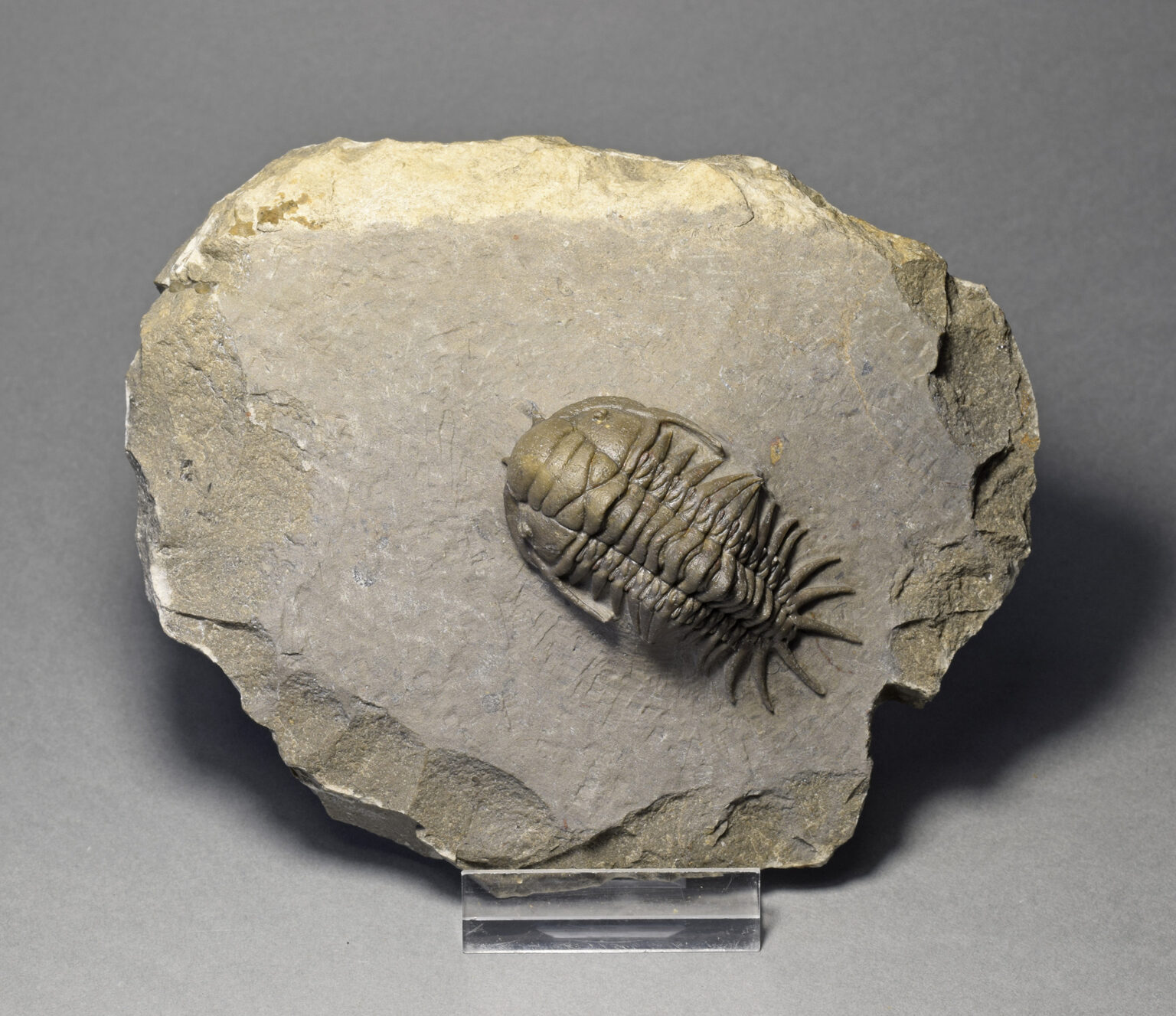 Rare trilobite - Pilletopeltis maurus
