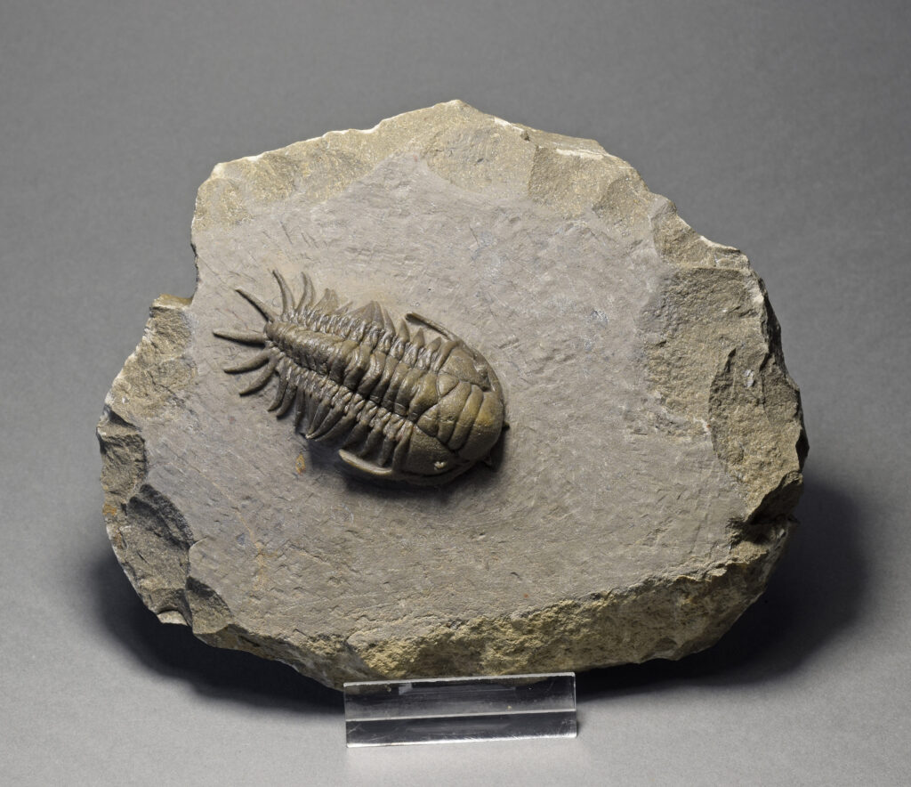 Rare trilobite - Pilletopeltis maurus