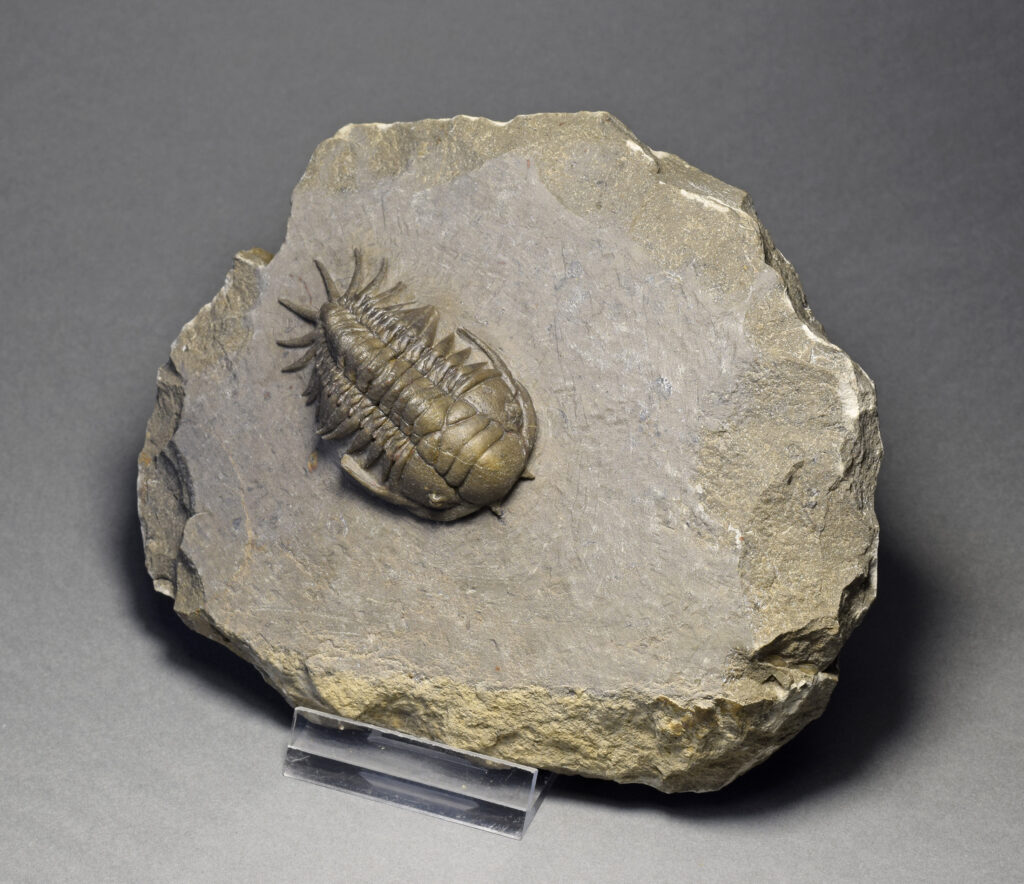 Rare trilobite - Pilletopeltis maurus