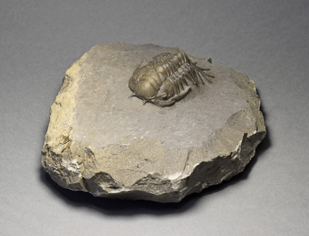 Rare trilobite - Pilletopeltis maurus