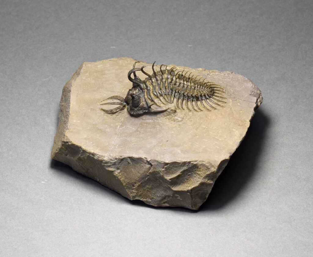 Beautiful trilobite Walliserops hammii