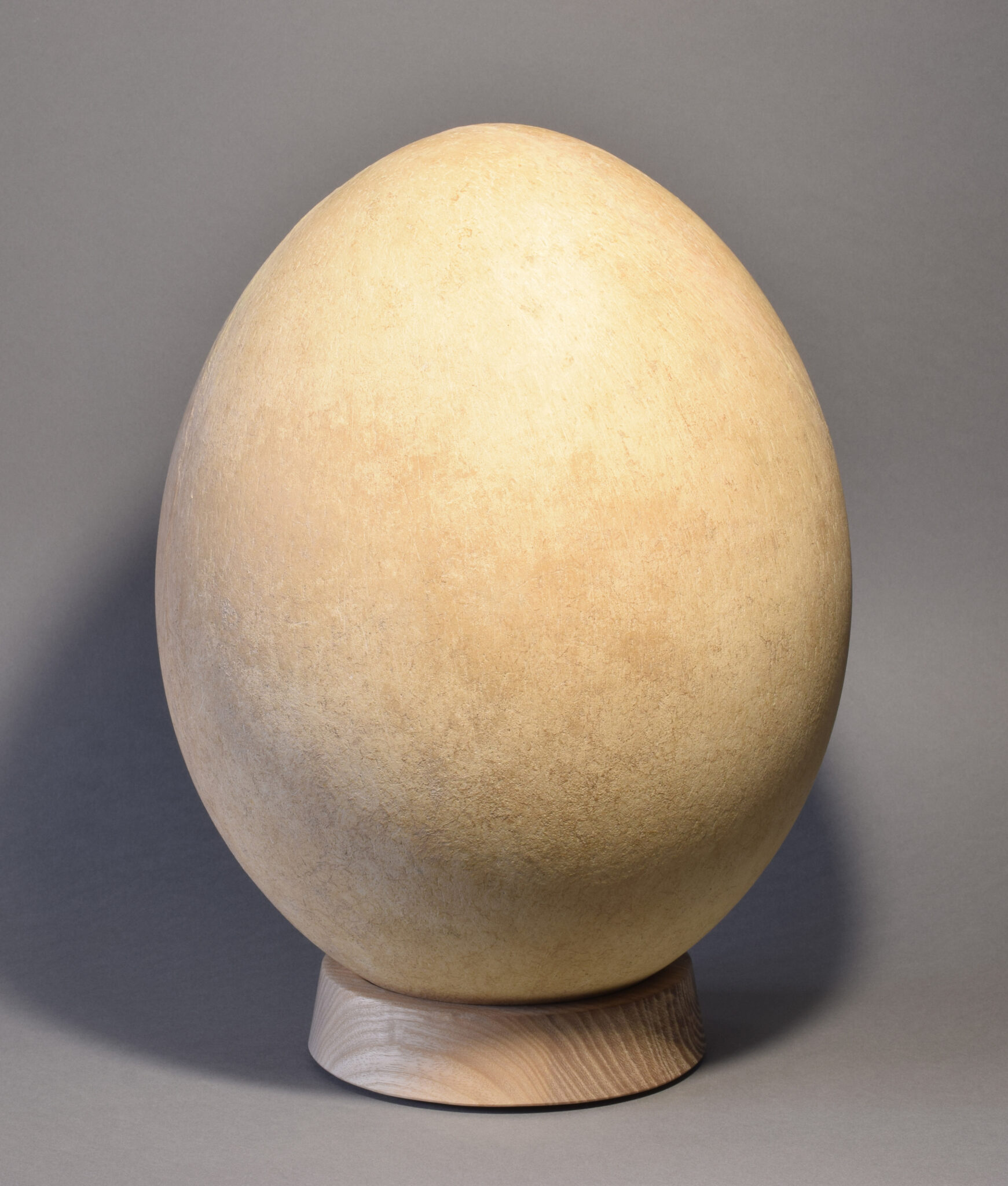 Superb elephant-bird egg - Aepyornis maximus