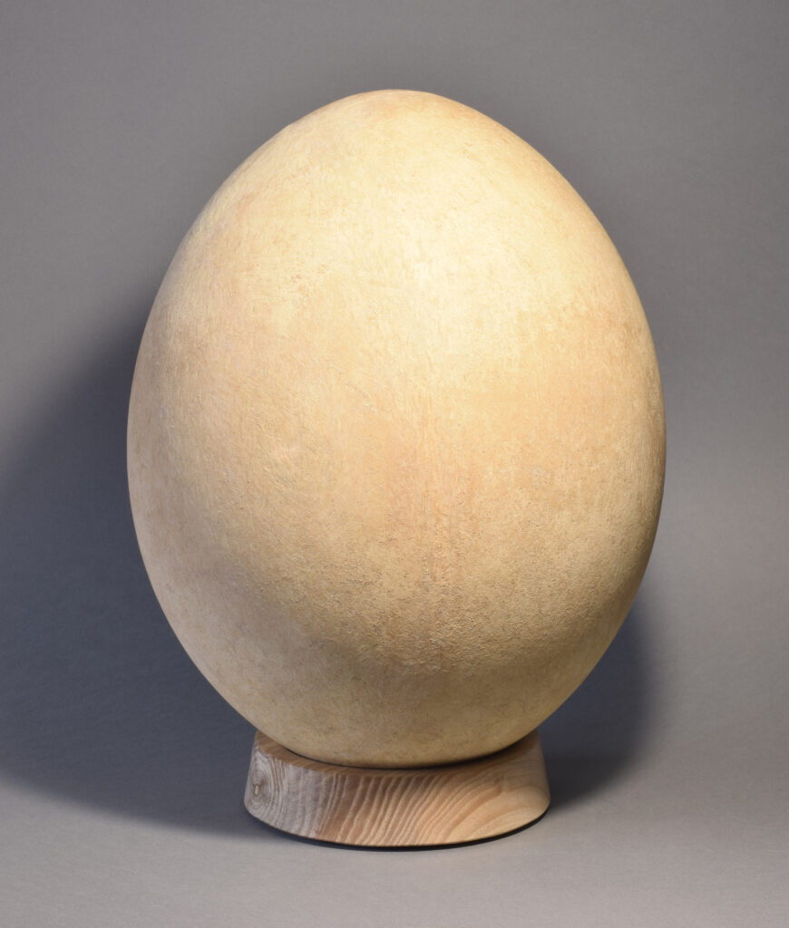 Superb elephant-bird egg - Aepyornis maximus