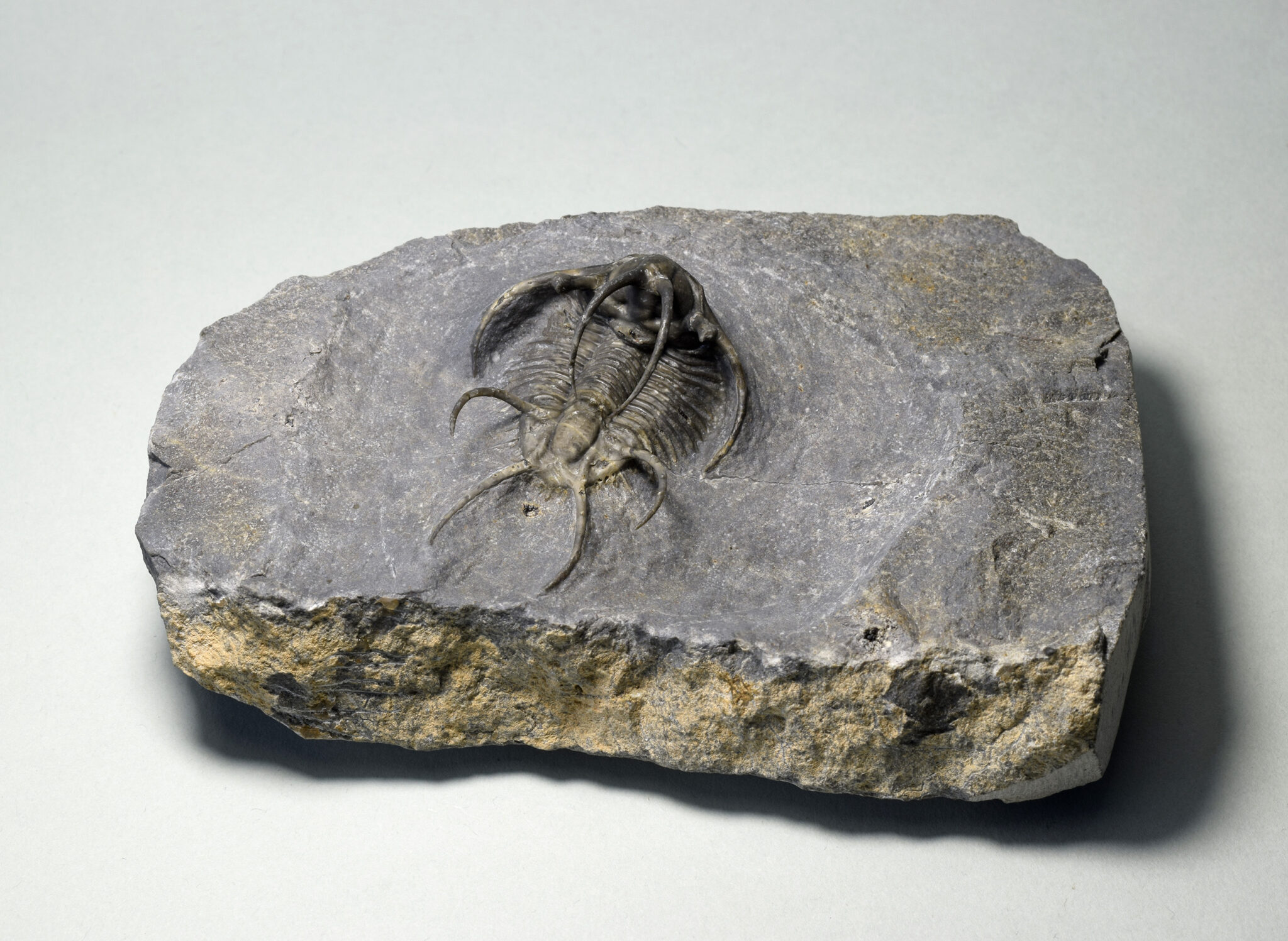 Beautiful spiny trilobite Ceratarges ziregensis