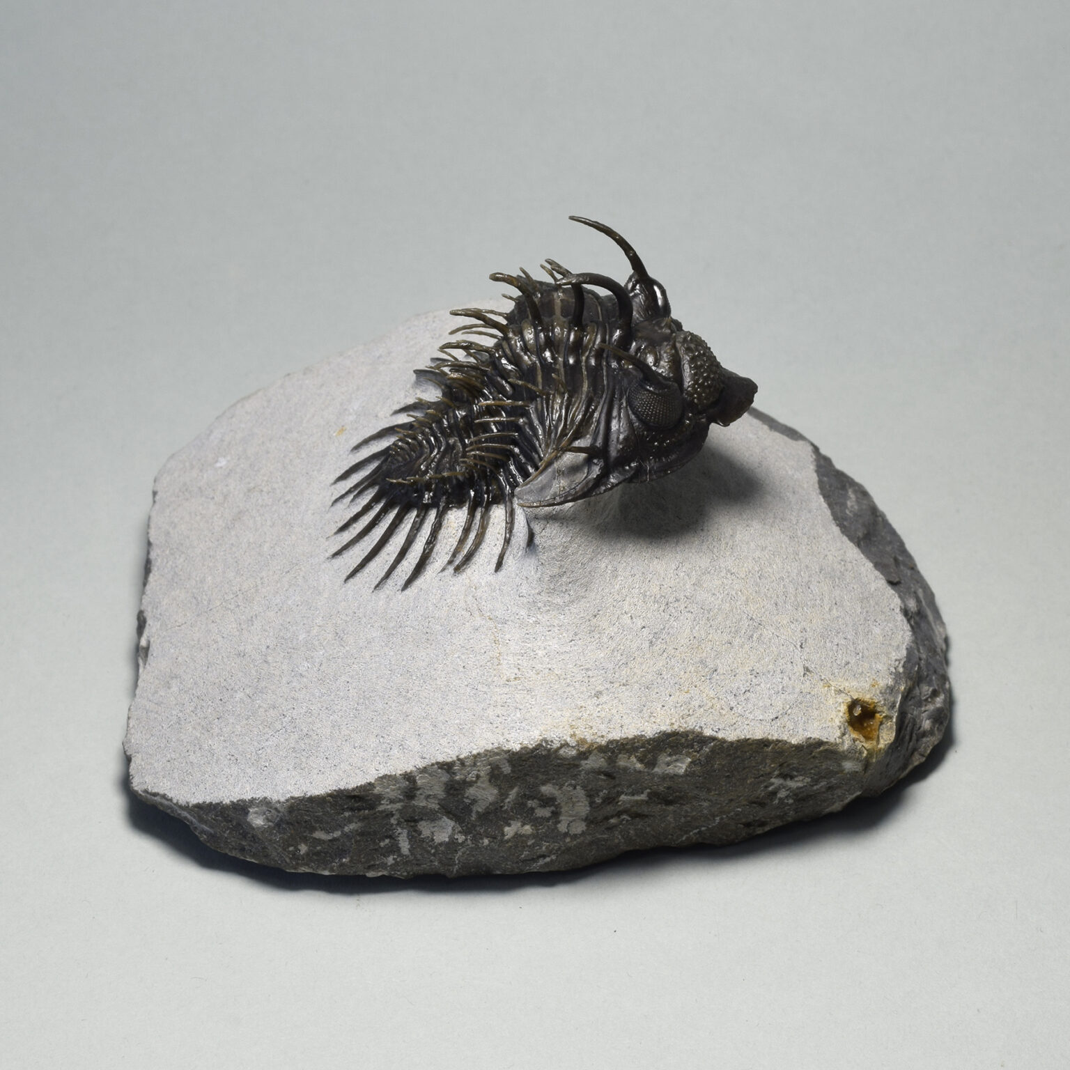 Large and magnificent spiny trilobite - Comura bultyncki