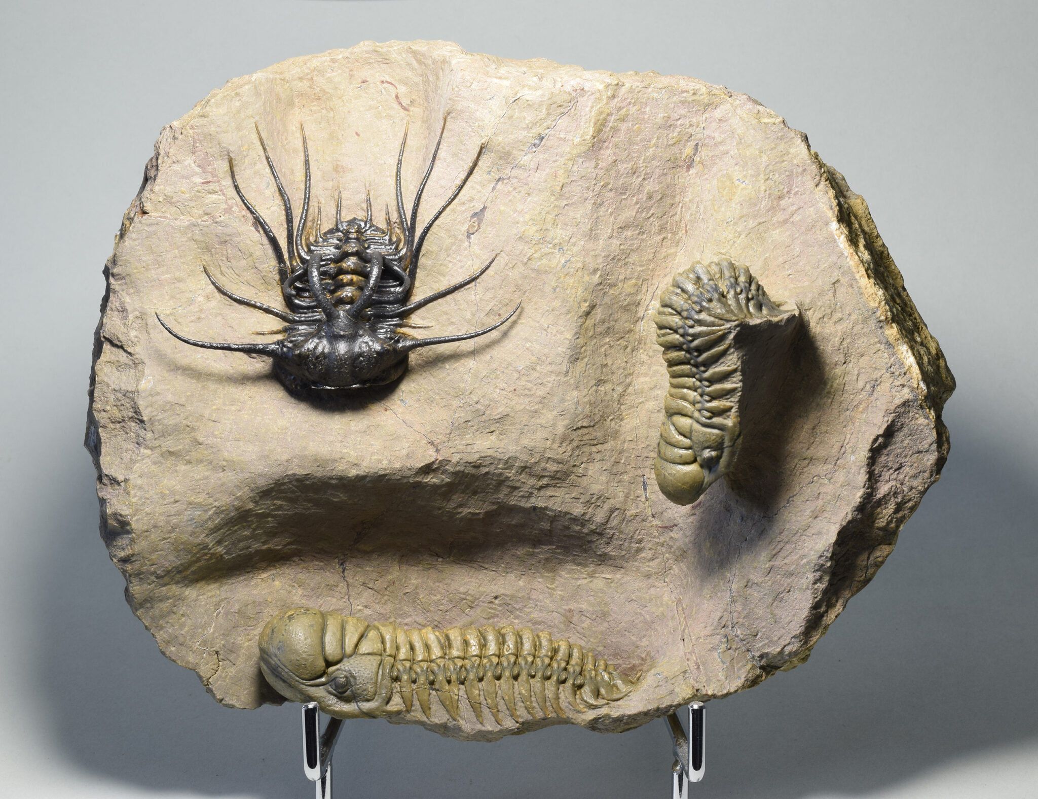 Large Dicranurus monstrosus and two Cheirurus (Crotalocephalina) gr. gibbus