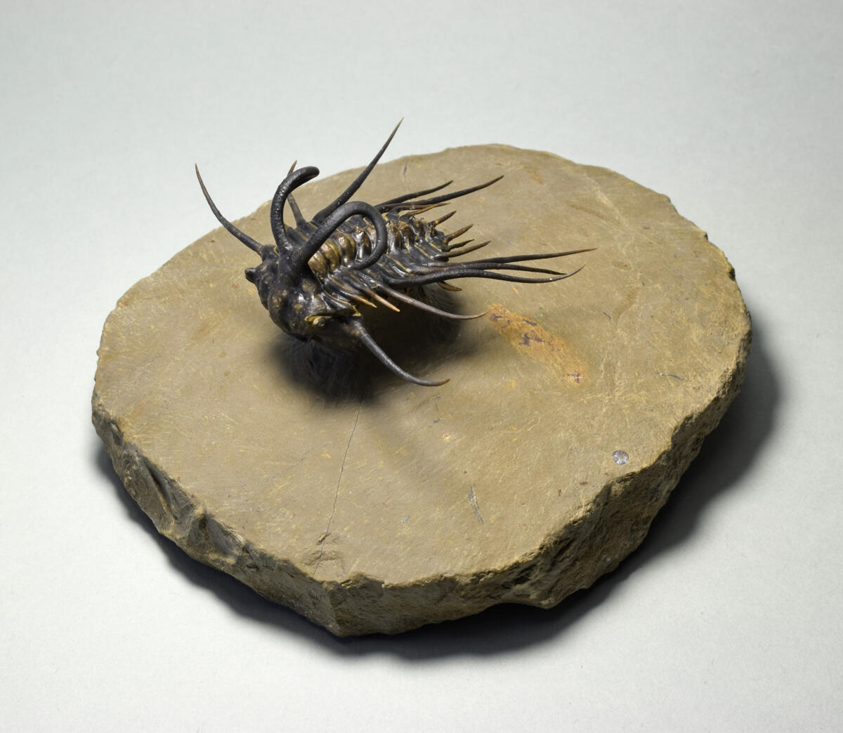 Excellent spiny trilobite - Dicranurus monstrosus