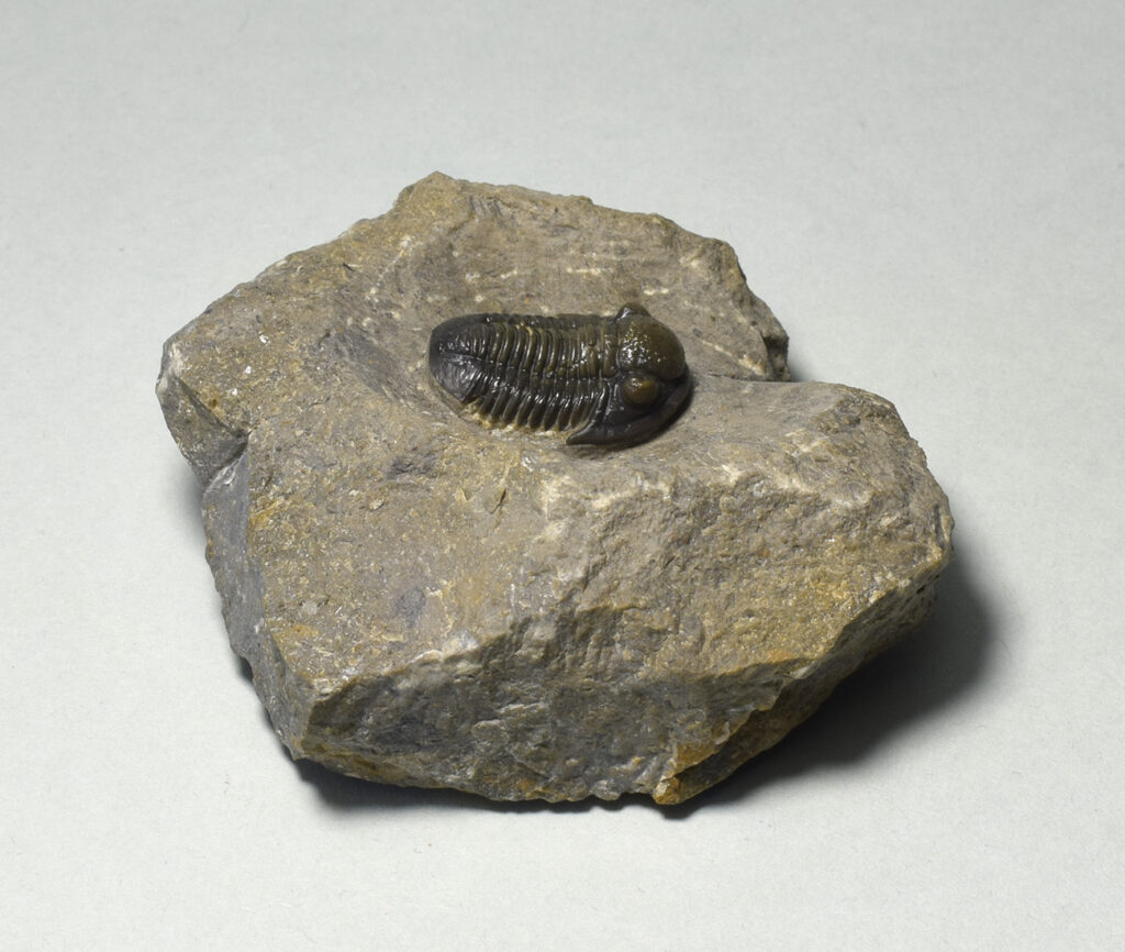Fine miniature trilobite Gerastos tuberculatus