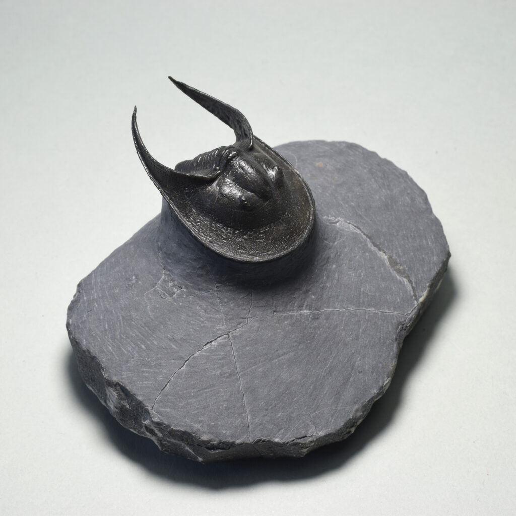 Beautiful trilobite Harpes perradiatus