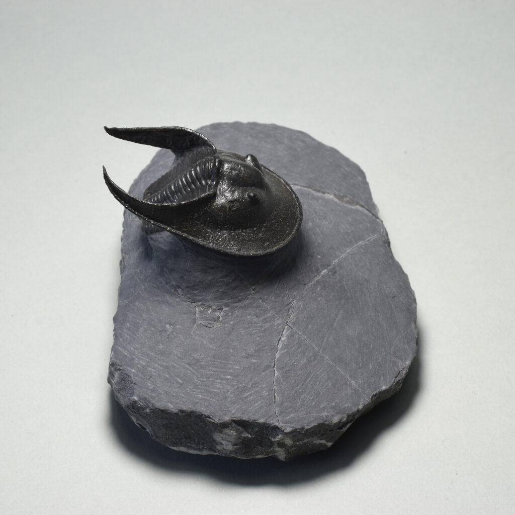 Beautiful trilobite Harpes perradiatus