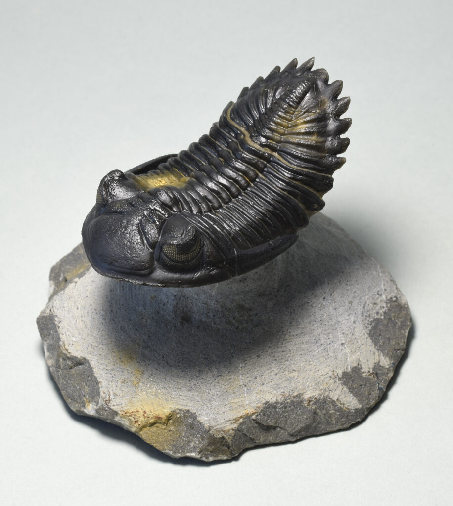 Trilobites: 270 million years of evolution