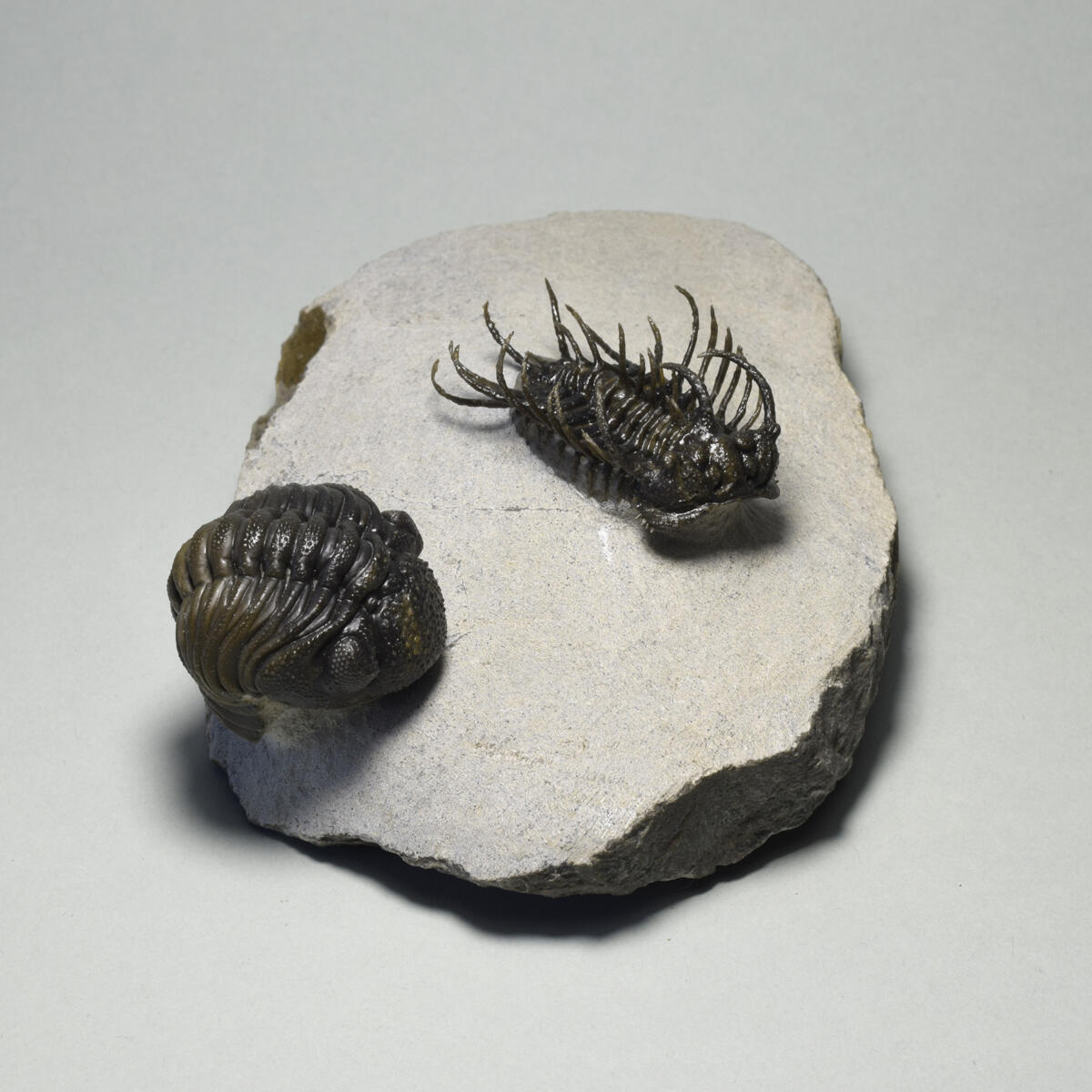 Trilobites for sale - Gondwana Fossils
