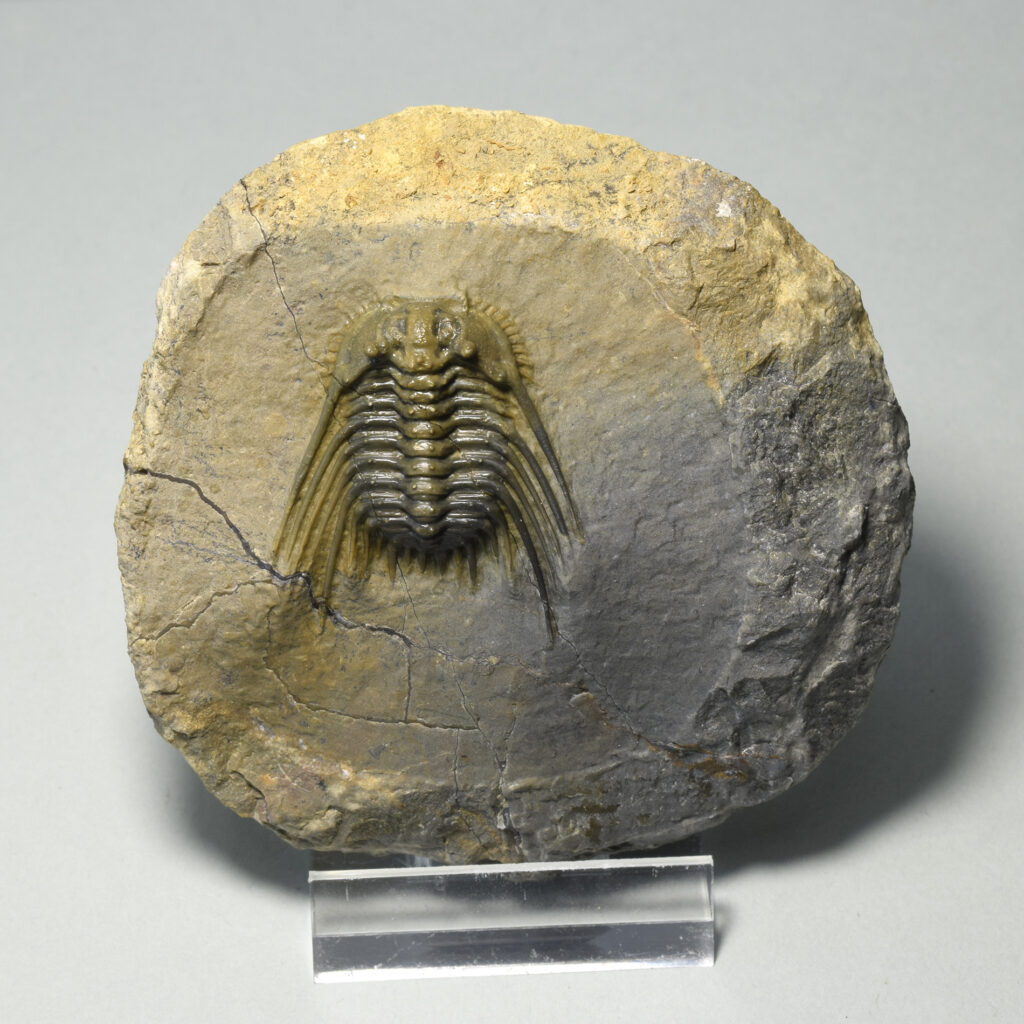 Excellent trilobite Leonaspis haddanei