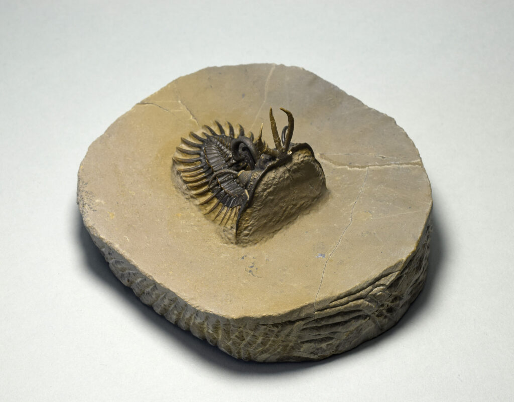 Excellent trilobite Walliserops hammii