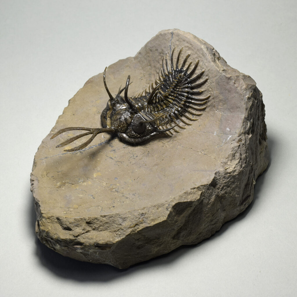 Trilobites for sale - Gondwana Fossils