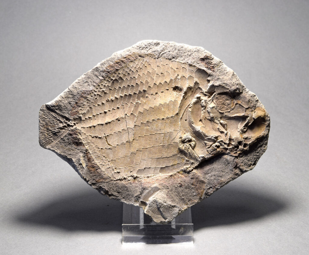 Perfect fish fossil Bobasatrania mahavavica