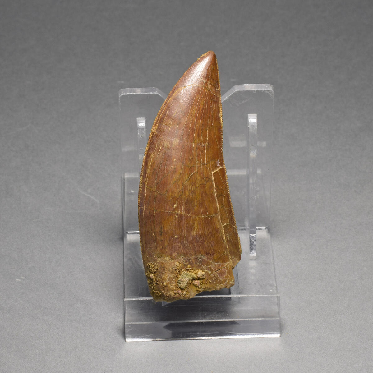 Beautiful 6.5 cm dinosaur tooth - Carcharodontosaurus saharicus ...