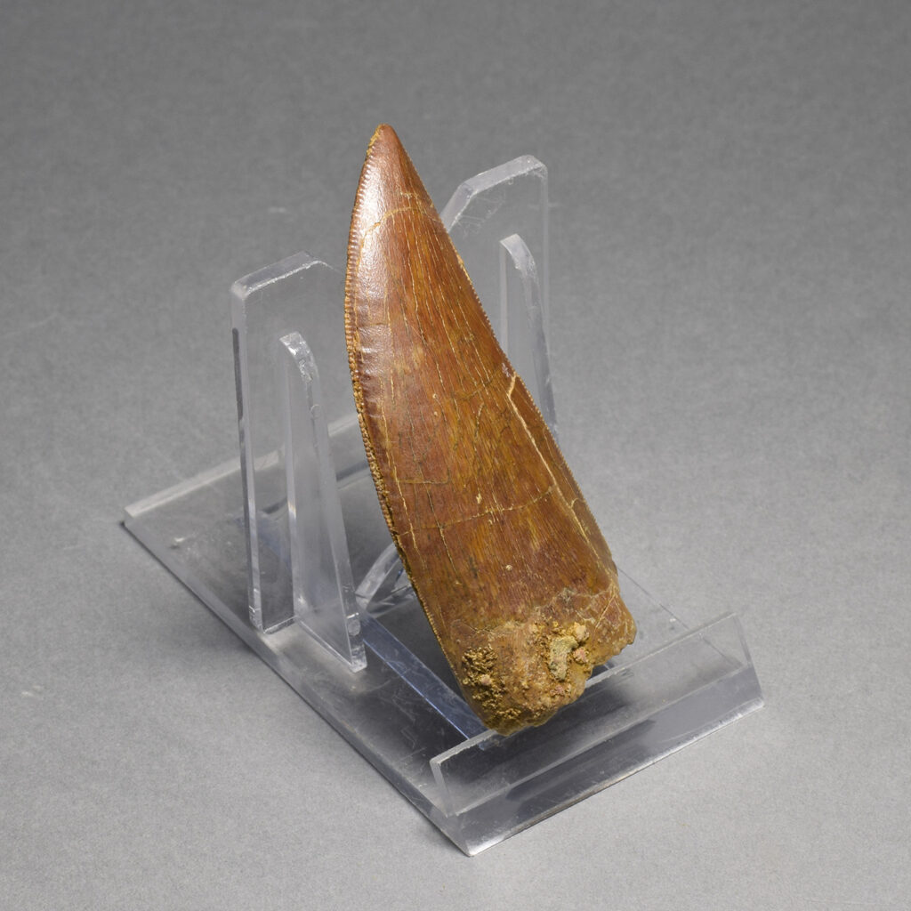 Beautiful 6.5 cm dinosaur tooth - Carcharodontosaurus saharicus ...