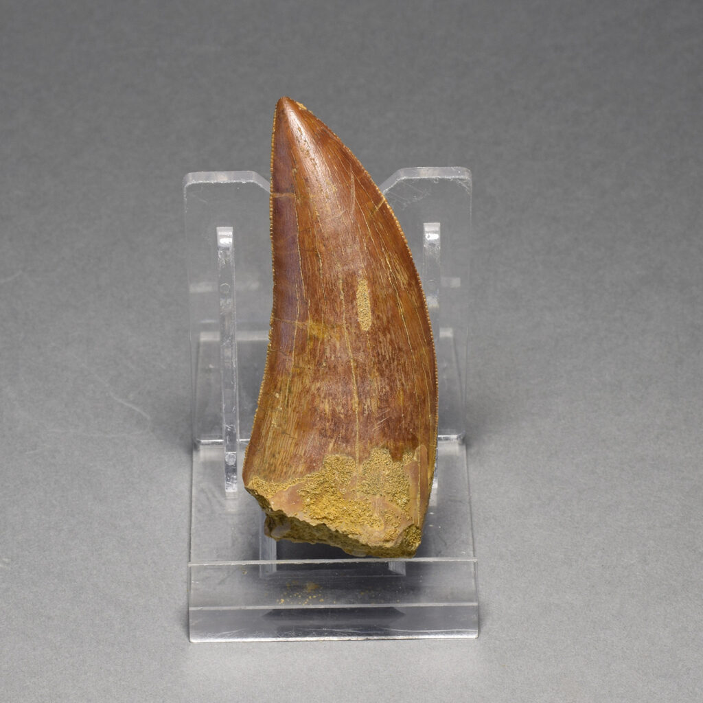Beautiful 6.5 cm dinosaur tooth - Carcharodontosaurus saharicus ...