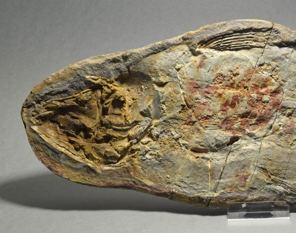 Superb and large coelacanth fish Whiteia uyenoteruyai