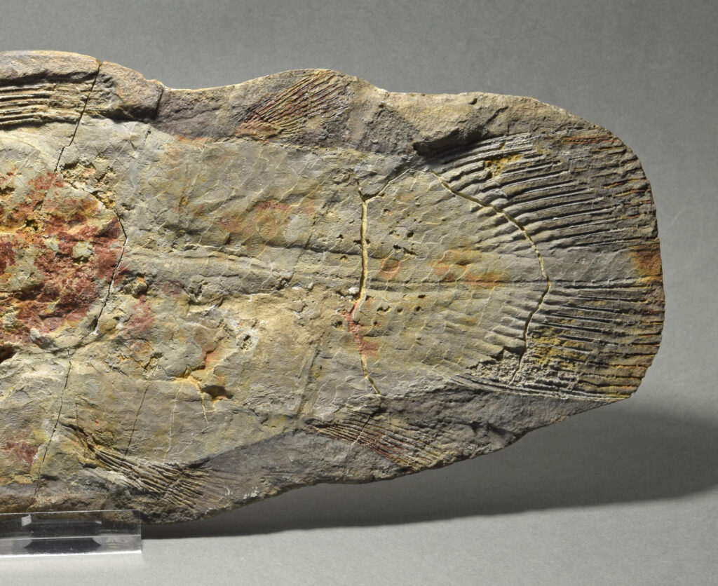 Superb and large coelacanth fish Whiteia uyenoteruyai