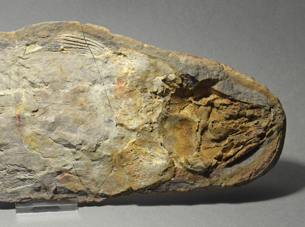 Superb and large coelacanth fish Whiteia uyenoteruyai