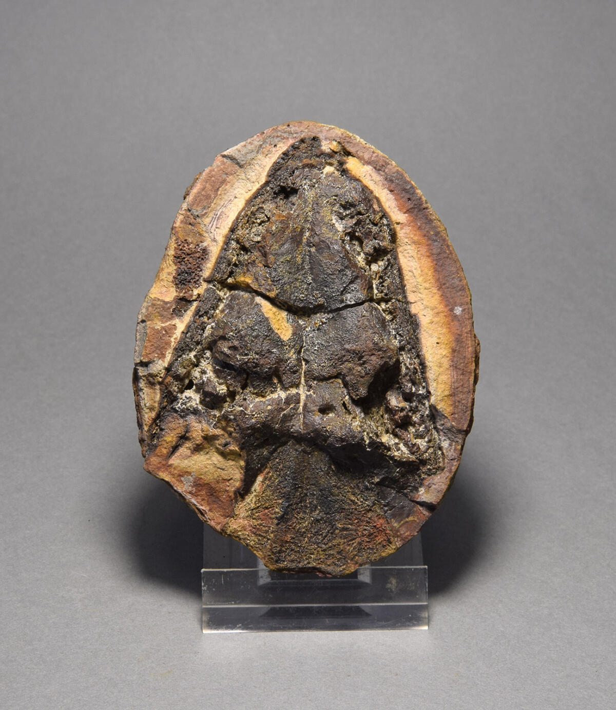 Finely detailed skull of an amphibian – Deltacephalus whitei