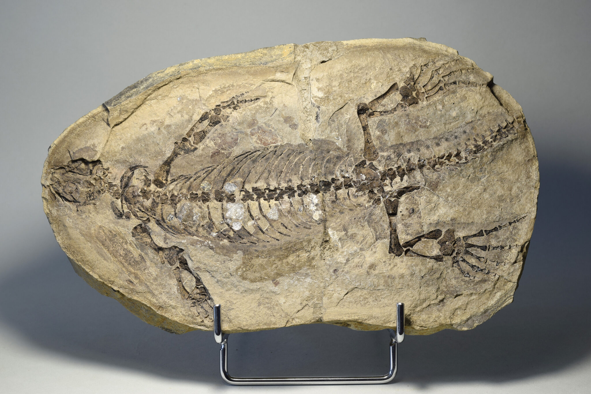 Outstanding fossil reptile Barasaurus besairiei