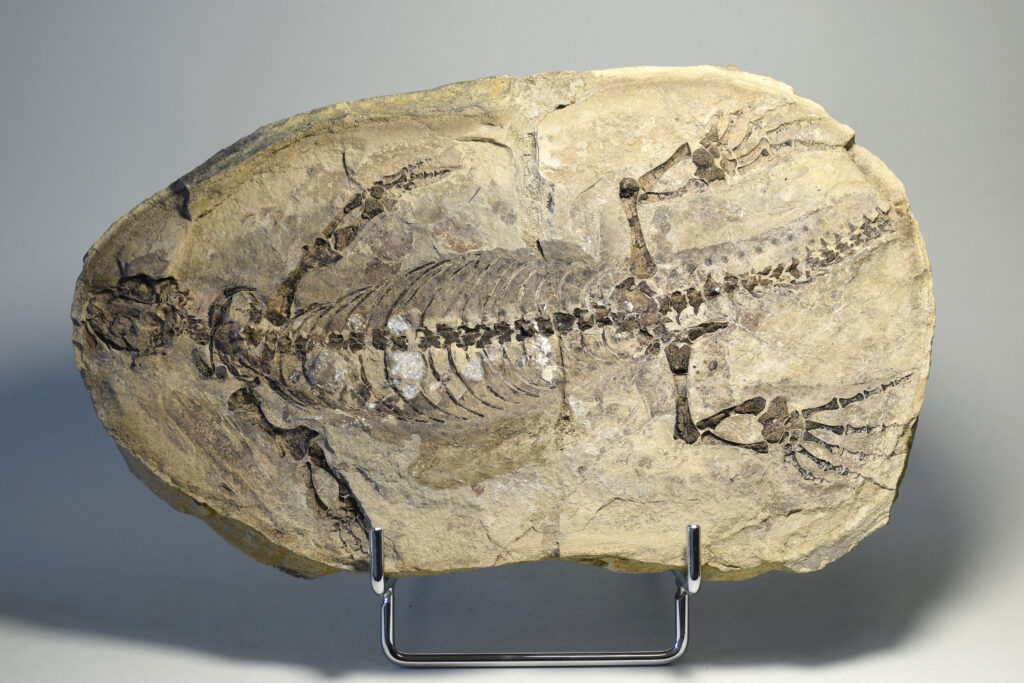 Outstanding fossil reptile Barasaurus besairiei