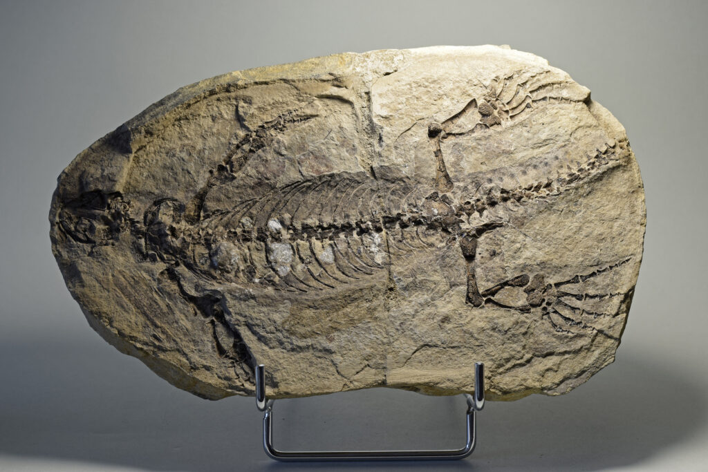 Outstanding fossil reptile Barasaurus besairiei